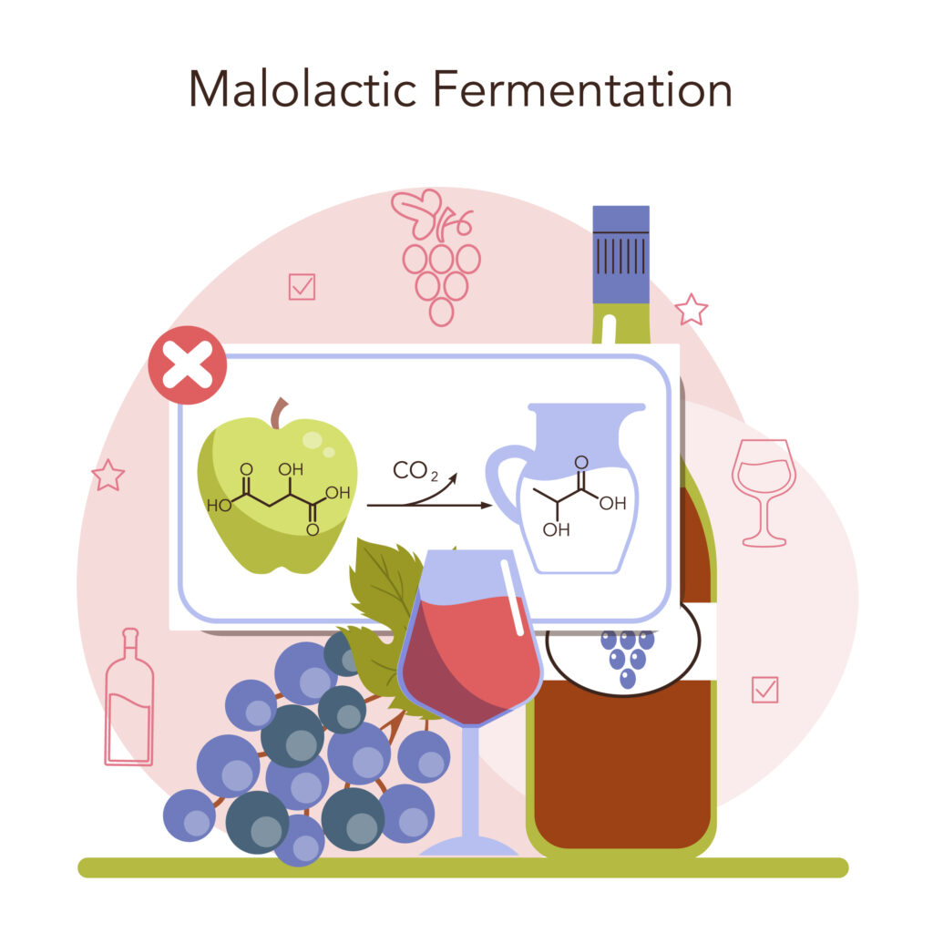 Malolactic Fermentation: Best Practices and Troubleshooting Tips – ATPGroup